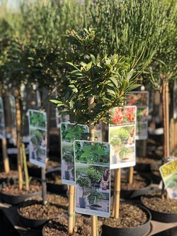 Terrasboompjes - TUINcollectie.nl - Tuin en interieur GroenRijk Maasbree