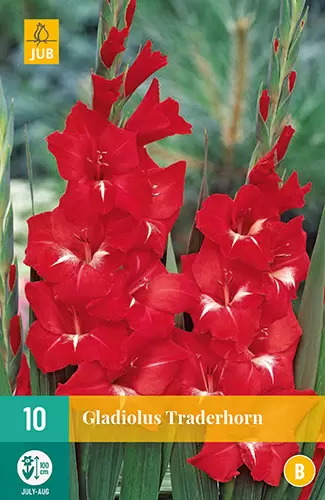 Bloembollen Gladiolus Traderhorn | 10 stuks | Gladiolen bollen ...