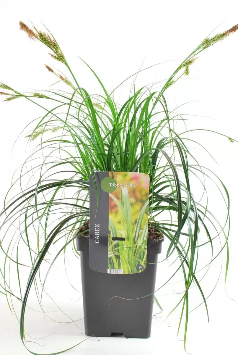 Carex Ribbon Falls | Siergras online bestellen | Tuincollectie ...